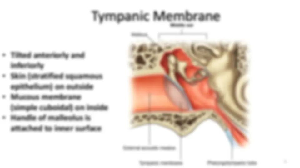 Anatomy of the Ear, Nasal Cavity, Pharynx and Larynx: A Detailed Study ...
