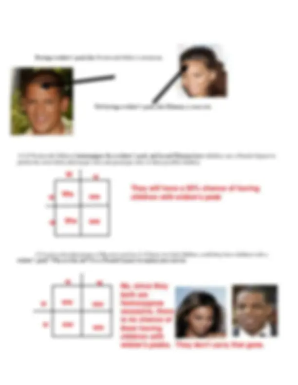Genetics and Inheritance: Punnett Square Practice Problems | Study ...