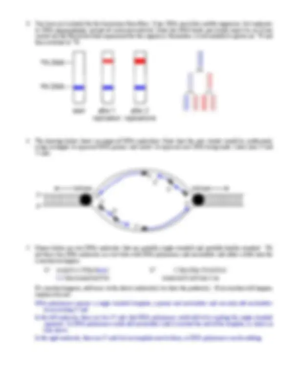 Bio 102 Practice Problems Chromosomes and DNA Replication | Exercises ...