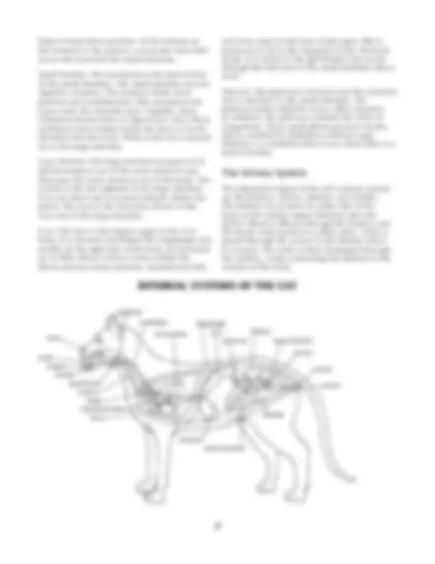 Feline Evolution and Anatomy: Cats' Senses, Reproductive System, and ...
