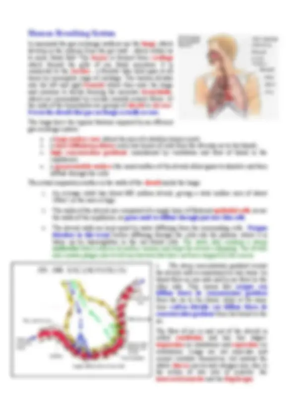 Organism Exchange: Surface Area & Diffusion's Significance | Study ...
