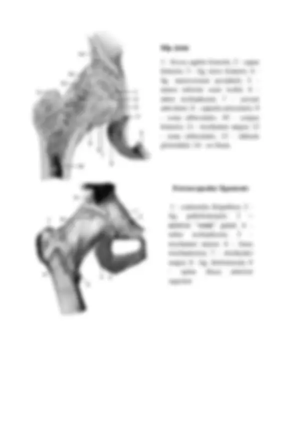 Clinical anatomy of the lower extremity | Study Guides, Projects ...