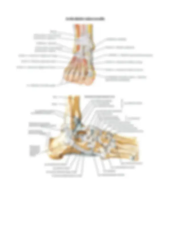 Clinical anatomy of the lower extremity | Study Guides, Projects ...
