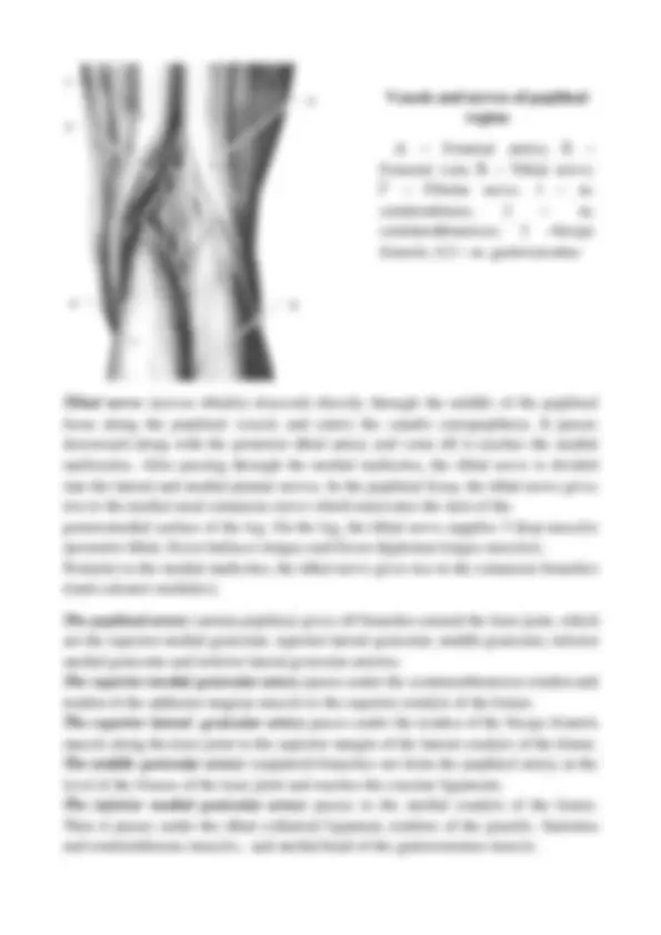 Clinical anatomy of the lower extremity | Study Guides, Projects ...