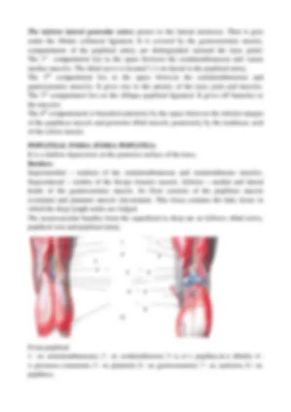 Clinical anatomy of the lower extremity | Study Guides, Projects ...