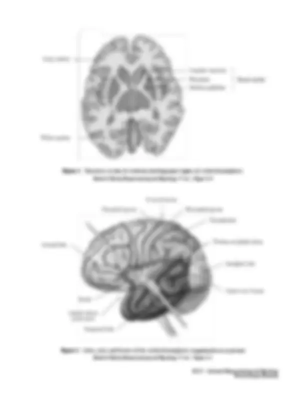 Brain Anatomy: A Guide to the Major Regions and Landmarks | Study notes ...
