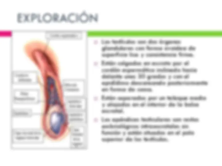 Síndrome Escrotal Agudo: Definición, Casos Clínicos y Tratamientos ...