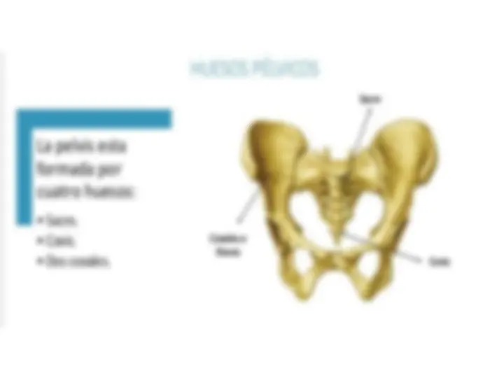 Anatomía de la Pelvis: Huesos, Límites y Estructuras Obstétricas - Prof ...
