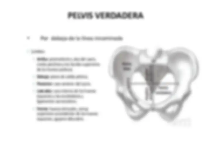 Anatomía de la Pelvis: Huesos, Límites y Estructuras Obstétricas - Prof ...