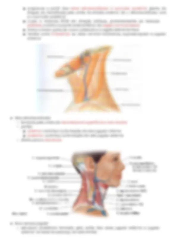 Anatomia dos Vasos do Pescoço - Moore | Resumos Anatomia | Docsity