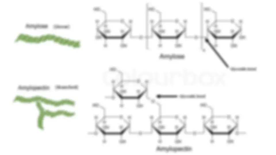 Hydrolysis of starch by microorganisms | Slides Microbiology | Docsity
