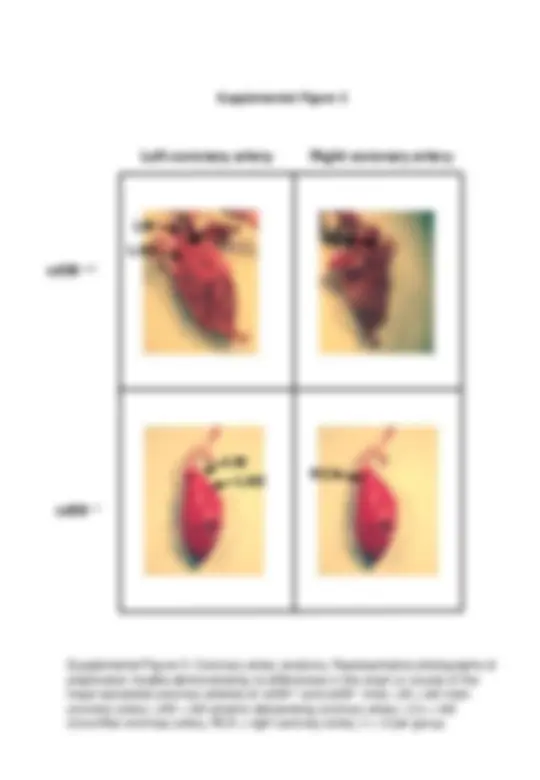 Thoracic cavity Whole heart Transverse section | Slides Histology | Docsity