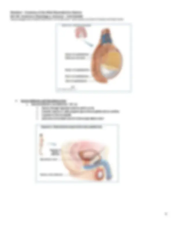 Handout – Anatomy of the Male Reproductive System 1 | Study notes ...