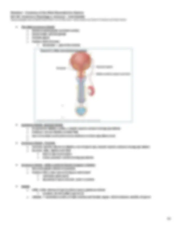Handout – Anatomy of the Male Reproductive System 1 | Study notes ...