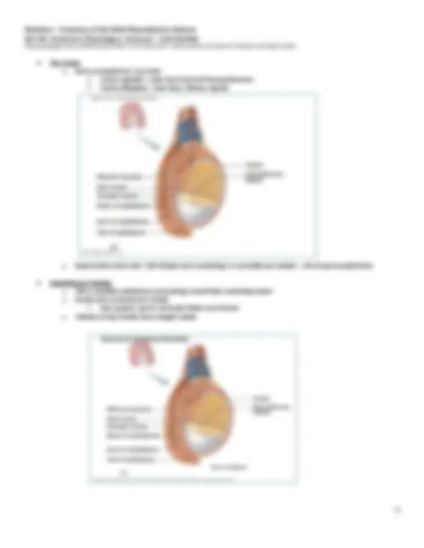 Handout – Anatomy of the Male Reproductive System 1 | Study notes ...