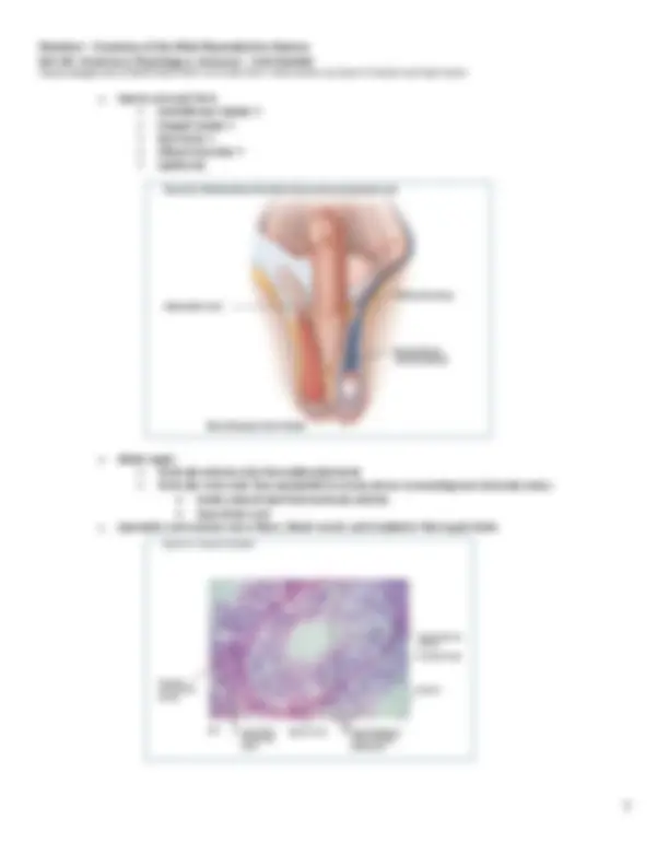 Handout – Anatomy of the Male Reproductive System 1 | Study notes ...