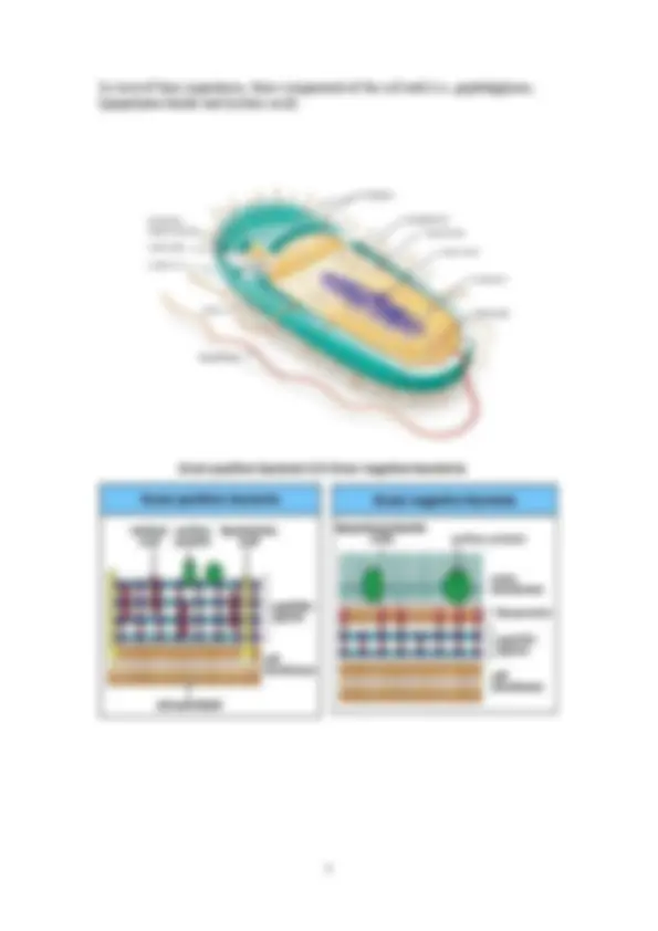 Structure of Bacterial Cells Shape and size of bacteria ... | Summaries ...