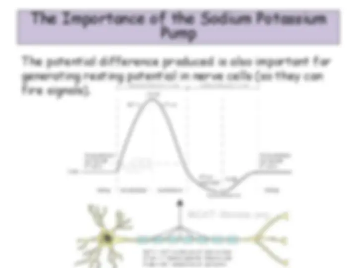 Section 3 Lesson 3– The Sodium Potassium Pump | Lecture notes Genetics ...