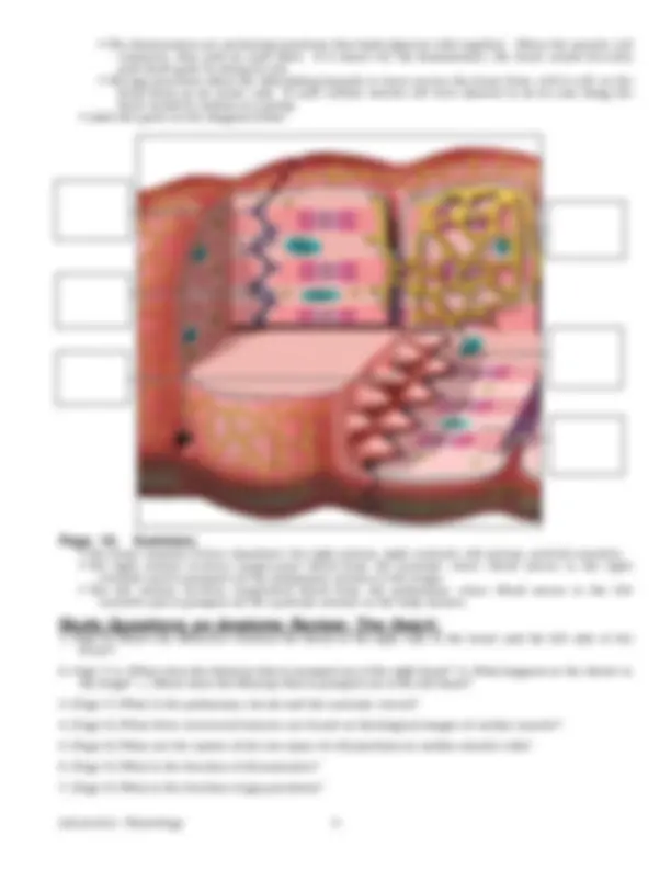 Anatomy Review: The Heart | Slides Anatomy | Docsity