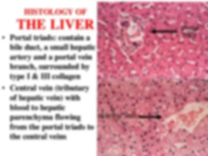 Pathology and Histology of the Liver | Schemes and Mind Maps Pathology ...