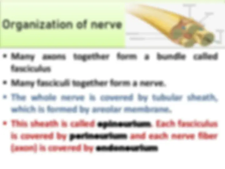 Physiology of the Nerve & Muscle System | Study notes Physiology | Docsity