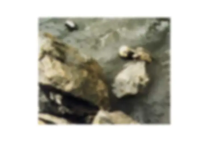 Information on otzi the iceman | Schemes and Mind Maps History | Docsity