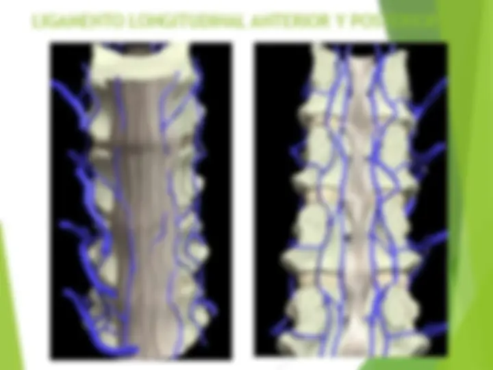 Anatomía de la Columna Vertebral: Estructura, Curvaturas e ...