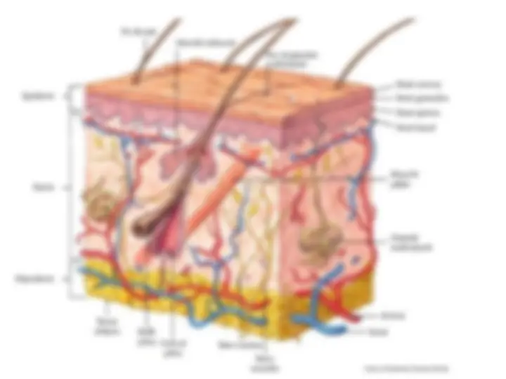 Anatomy and physiology of skin | Slides Dermatology | Docsity