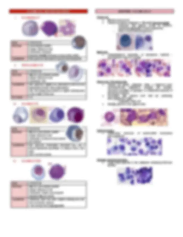 WBC Maturation Series | Study notes Hematology | Docsity