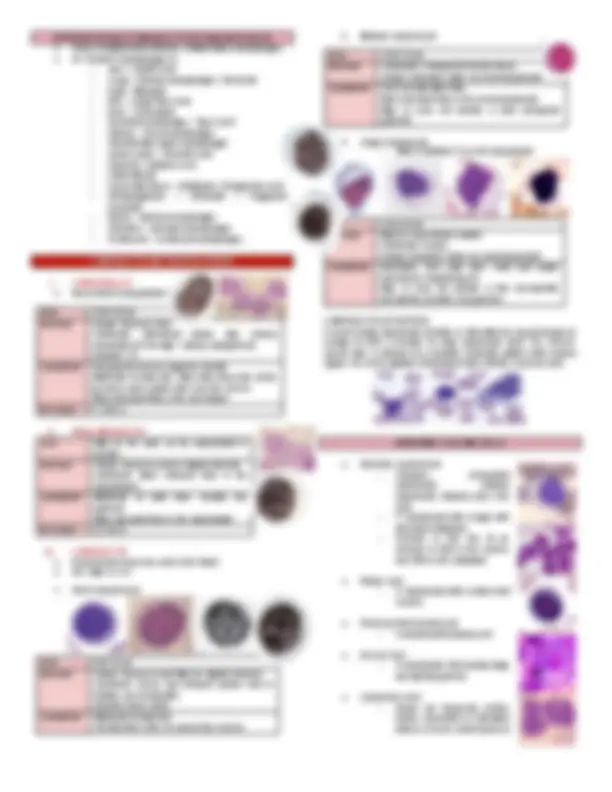 WBC Maturation Series | Study notes Hematology | Docsity