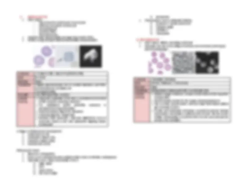 Red Blood Cell Maturation Series | Study notes Hematology | Docsity