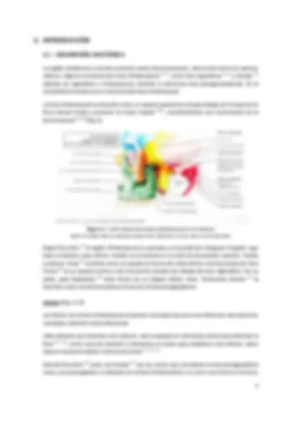 fosa infratemporal, anatomia humana | Resúmenes de Anatomía | Docsity