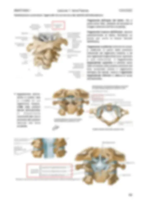 lezione 7: vertebre sacrali e coccigee, articolazioni della colonna ...
