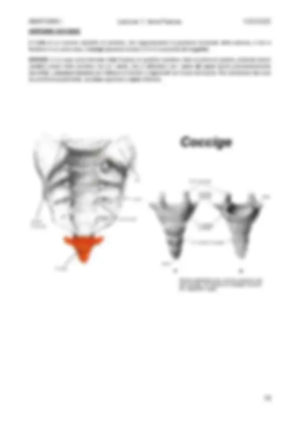 lezione 7: vertebre sacrali e coccigee, articolazioni della colonna ...