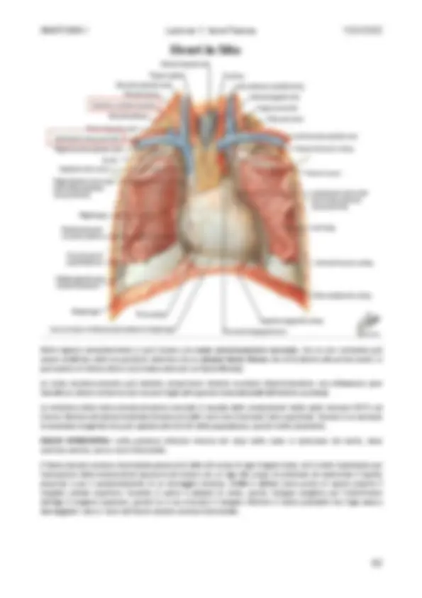 lezione 7: vertebre sacrali e coccigee, articolazioni della colonna ...