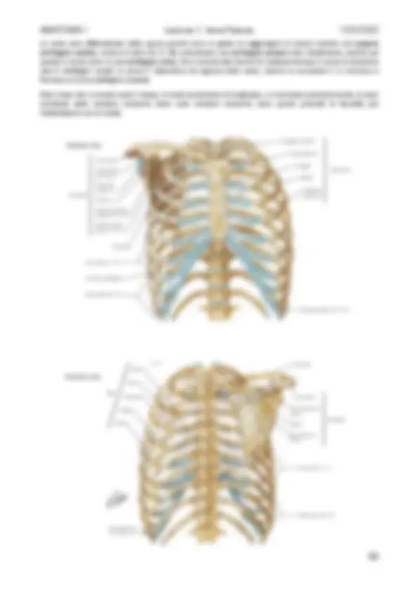 lezione 7: vertebre sacrali e coccigee, articolazioni della colonna ...