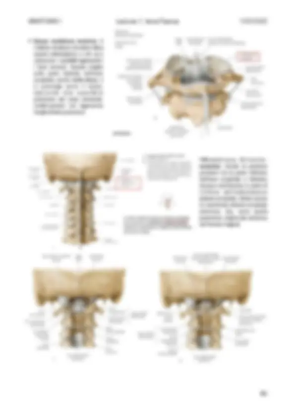 lezione 7: vertebre sacrali e coccigee, articolazioni della colonna ...