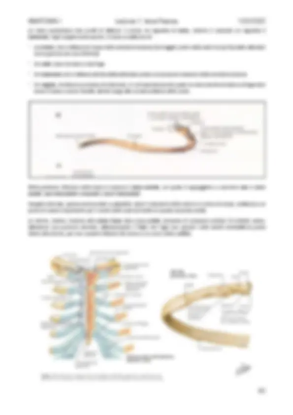 lezione 7: vertebre sacrali e coccigee, articolazioni della colonna ...