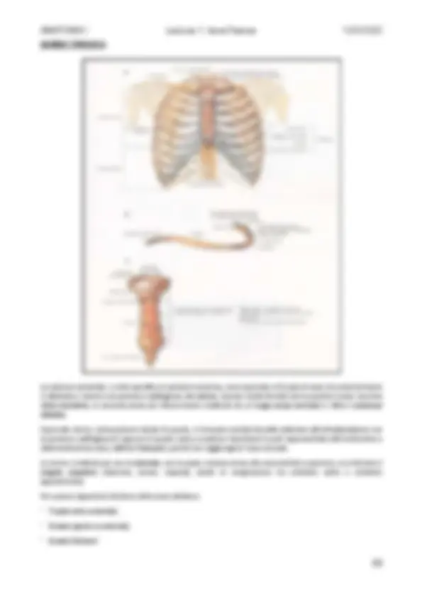 lezione 7: vertebre sacrali e coccigee, articolazioni della colonna ...