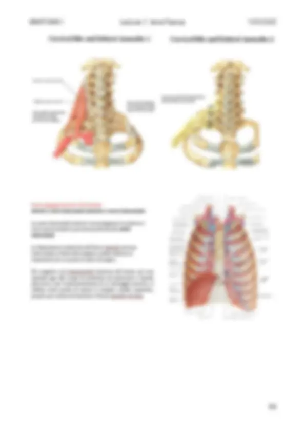 lezione 7: vertebre sacrali e coccigee, articolazioni della colonna ...