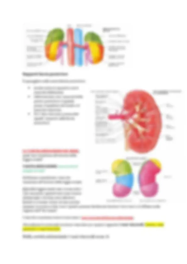 Anatomia e Fisiologia del Sistema Urinario: I Reni e le Vie Urinarie ...