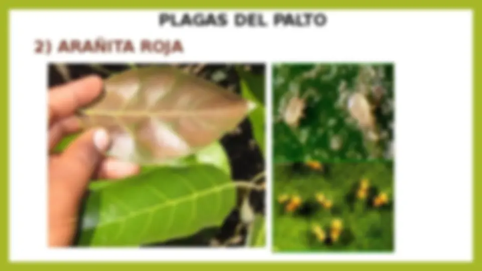 PLAGAS Y ENFERMEDADES DEL PALTO | Esquemas y mapas conceptuales de Ciencias de la Tierra y del ...