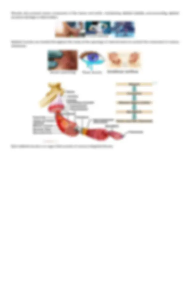 MUSCULAR SYSTEM NOTES ON ANAPHY | Lecture notes Anatomy | Docsity