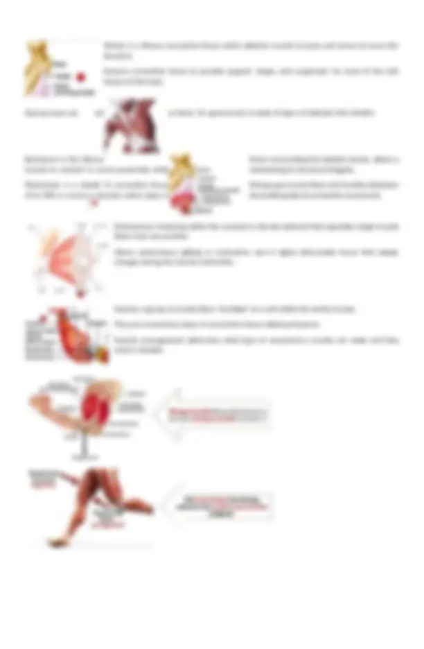 MUSCULAR SYSTEM NOTES ON ANAPHY | Lecture notes Anatomy | Docsity