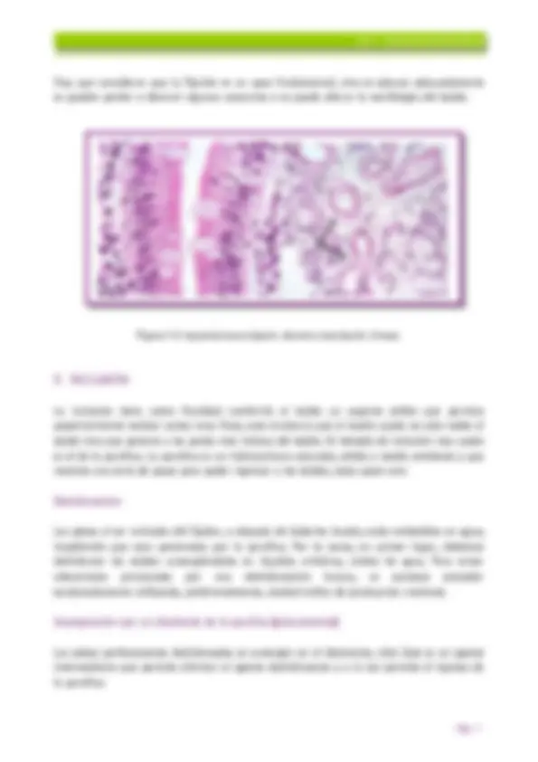 Técnicas Microscópicas: Un Manual para el Estudio de Tejidos | Esquemas y mapas conceptuales de ...