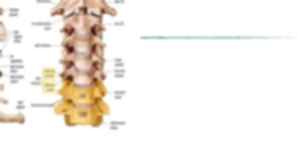 Anatomía de la Columna Vertebral: Estructura Ósea, Funciones y ...