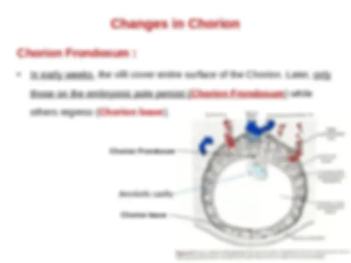 functional anatomy of the placenta | Slides Anatomy | Docsity