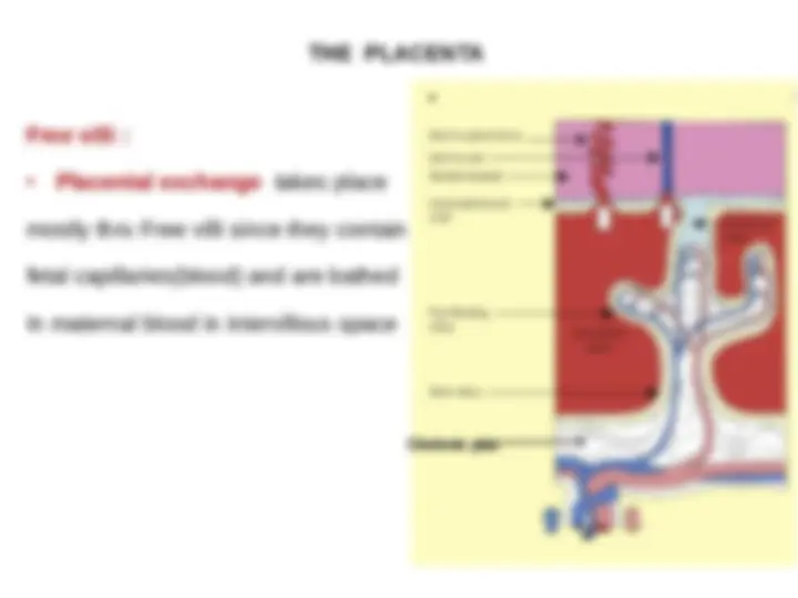 functional anatomy of the placenta | Slides Anatomy | Docsity