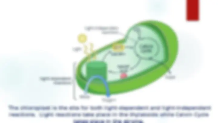 Understanding the Calvin Cycle: Light-Independent Reactions in ...