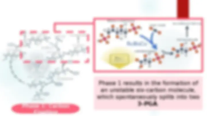 Understanding the Calvin Cycle: Light-Independent Reactions in ...